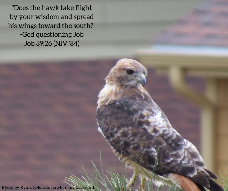 God’s Questions – Ryan Callahan's Blog